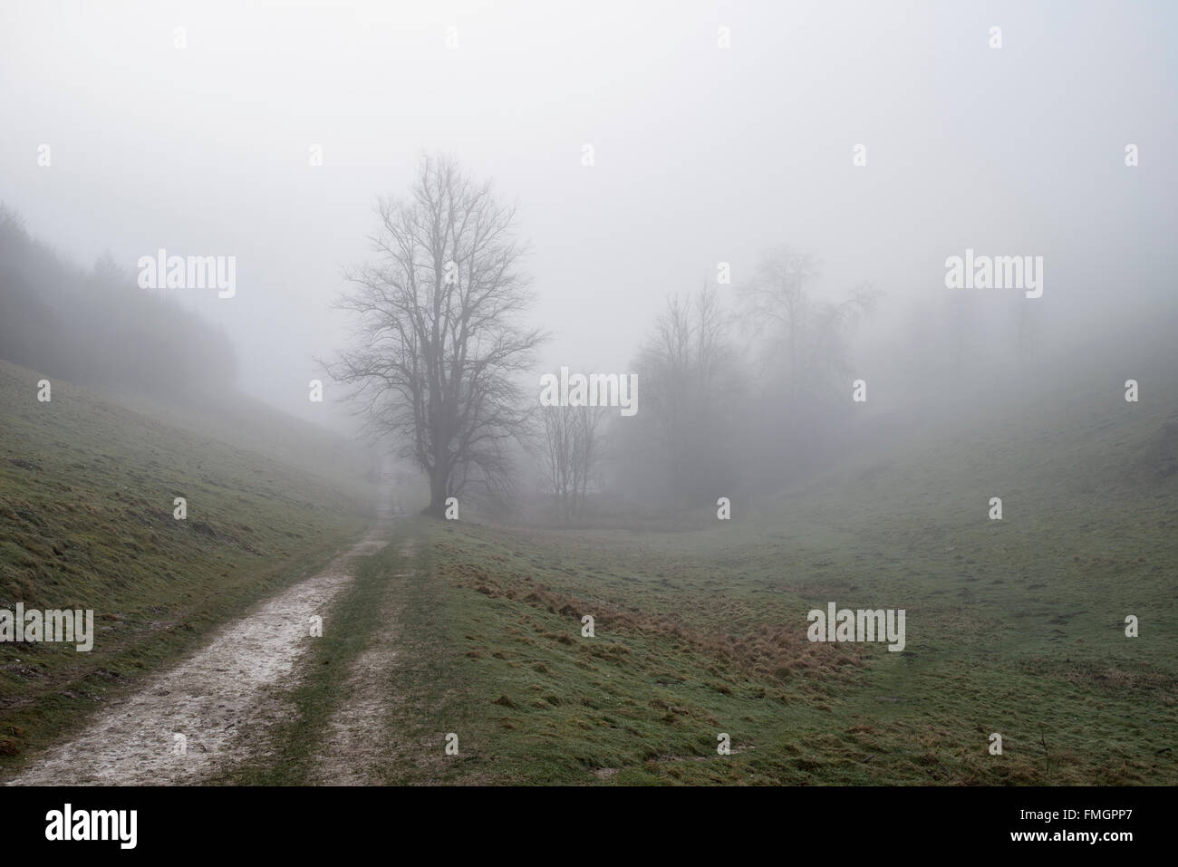 Dramatic moody foggy forest landscape Spring Autumn Fall Stock Photo ...