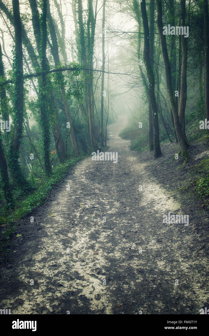 Dramatic moody foggy forest landscape Spring Autumn Fall Stock Photo ...