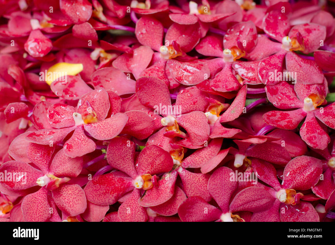 Beautiful red orchid background Stock Photo - Alamy