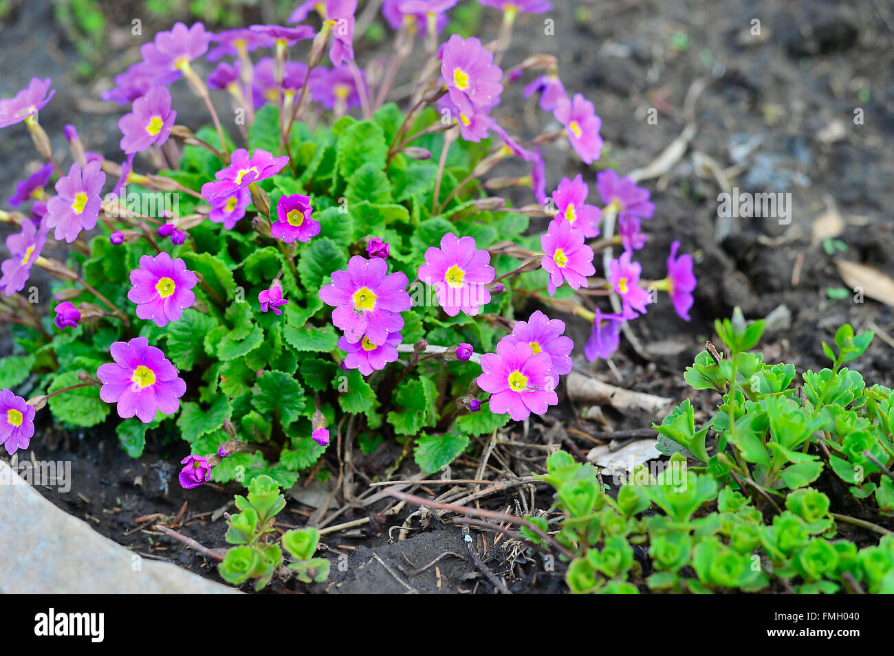 Purple primrose hi-res stock photography and images - Alamy