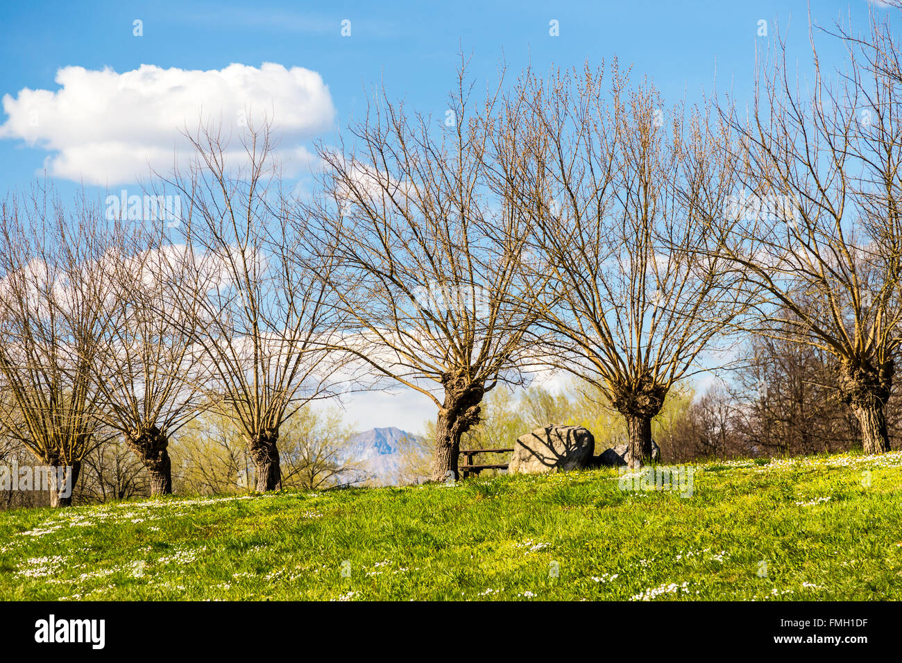spring sunny morning in the meadows of Italy Stock Photo - Alamy