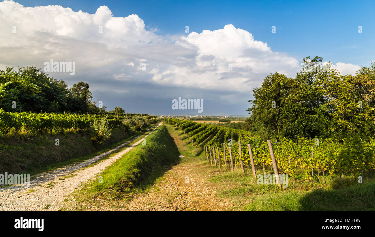 grapevine cultivation in the italian countryside in a stormy summer day ...