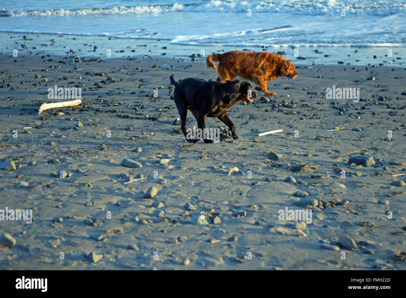 golden retriever and black lab running on the beach Stock Photo - Alamy