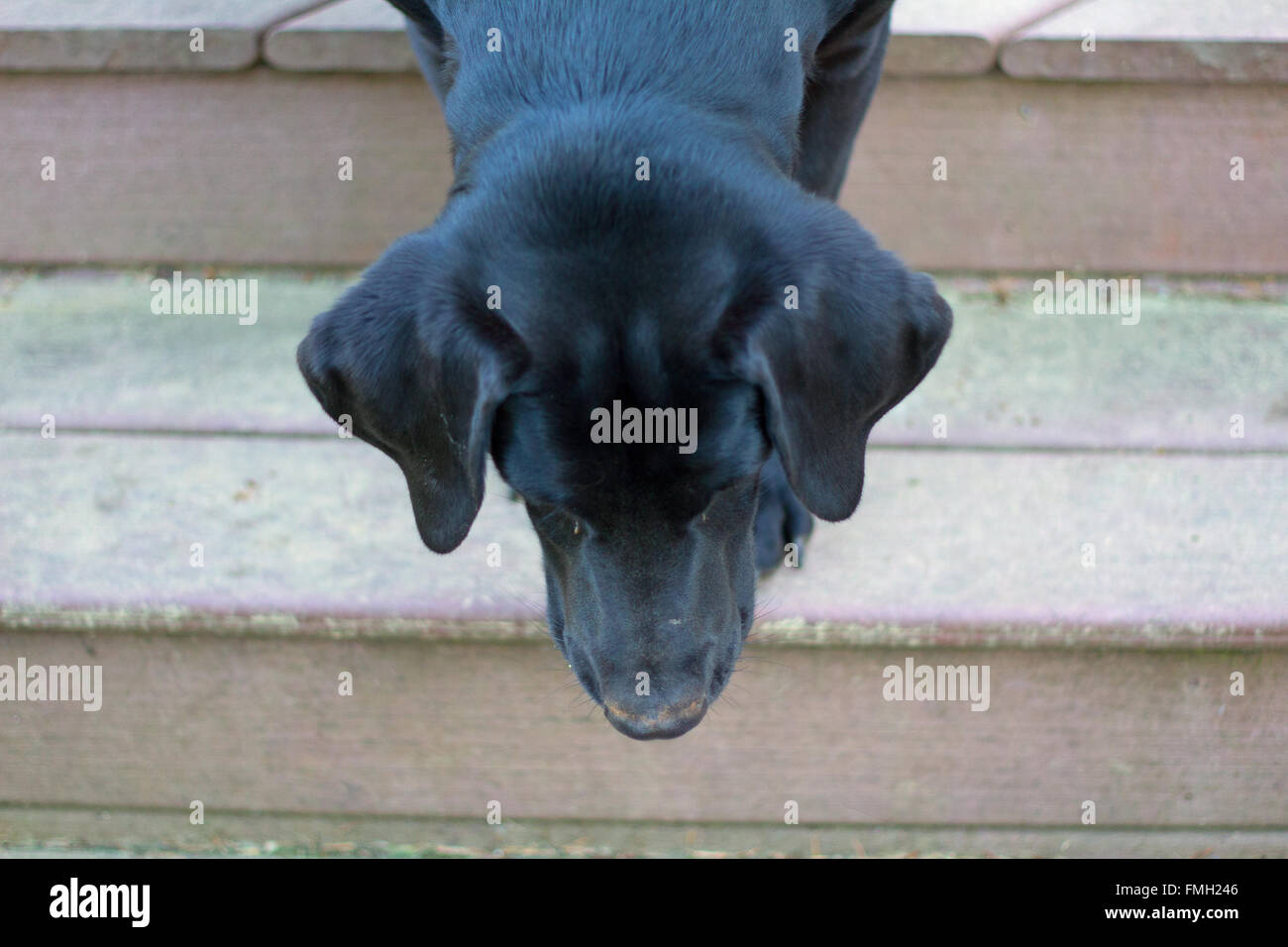 black lab looking down Stock Photo - Alamy