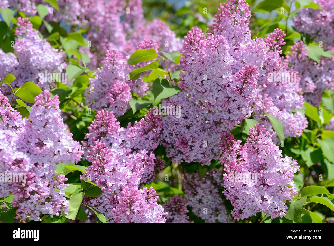 Lalic hi-res stock photography and images - Alamy