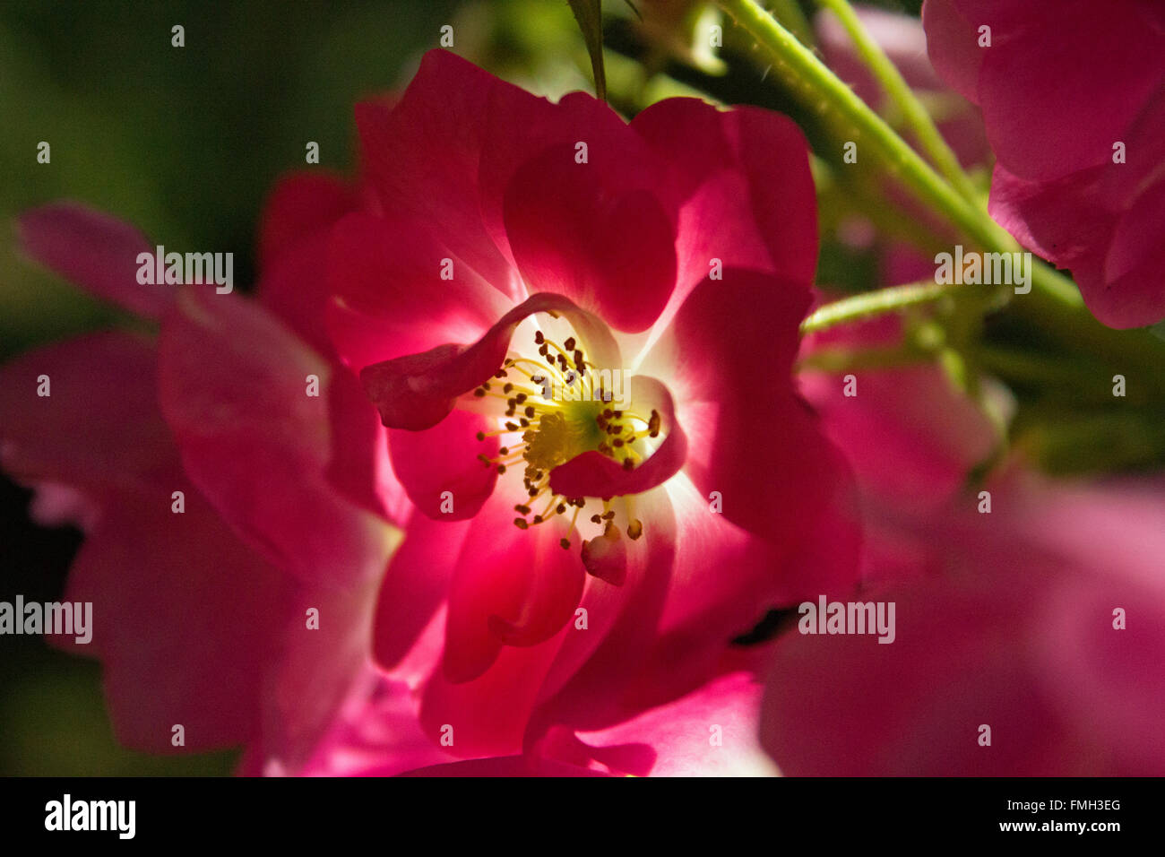 Glowing flower hi-res stock photography and images - Alamy