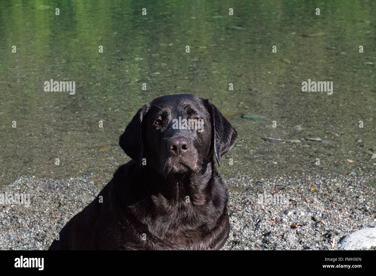 black lab at the river Stock Photo - Alamy