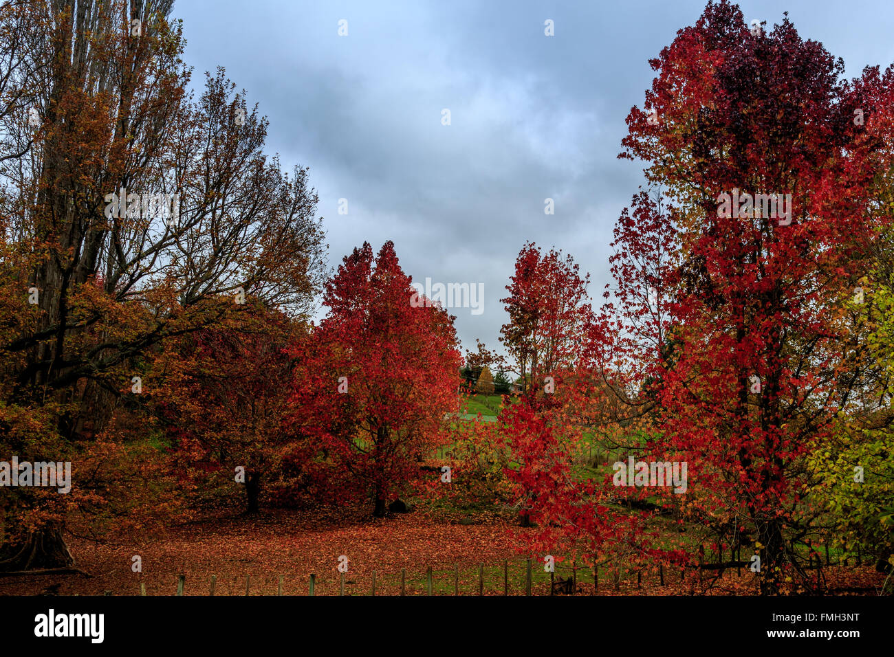 Autumn in New Zealand Stock Photo - Alamy