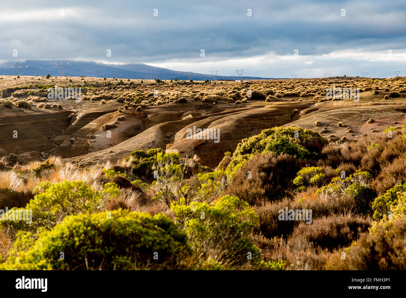 Bush Landscape Nature New Zealand Stock Photo - Alamy