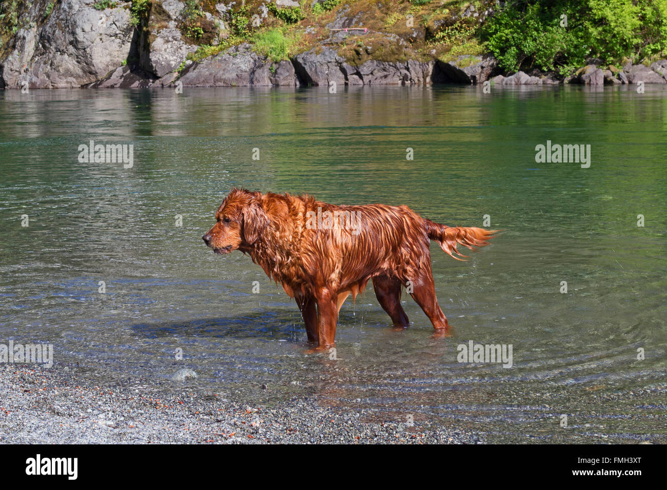 Golden retriever on river hi-res stock photography and images - Alamy