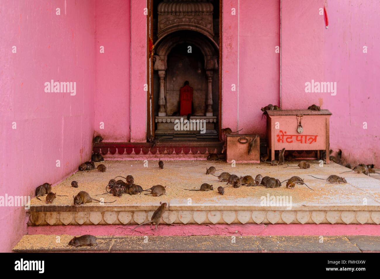 Karni Mata Temple, "Rat temple Stock Photo - Alamy