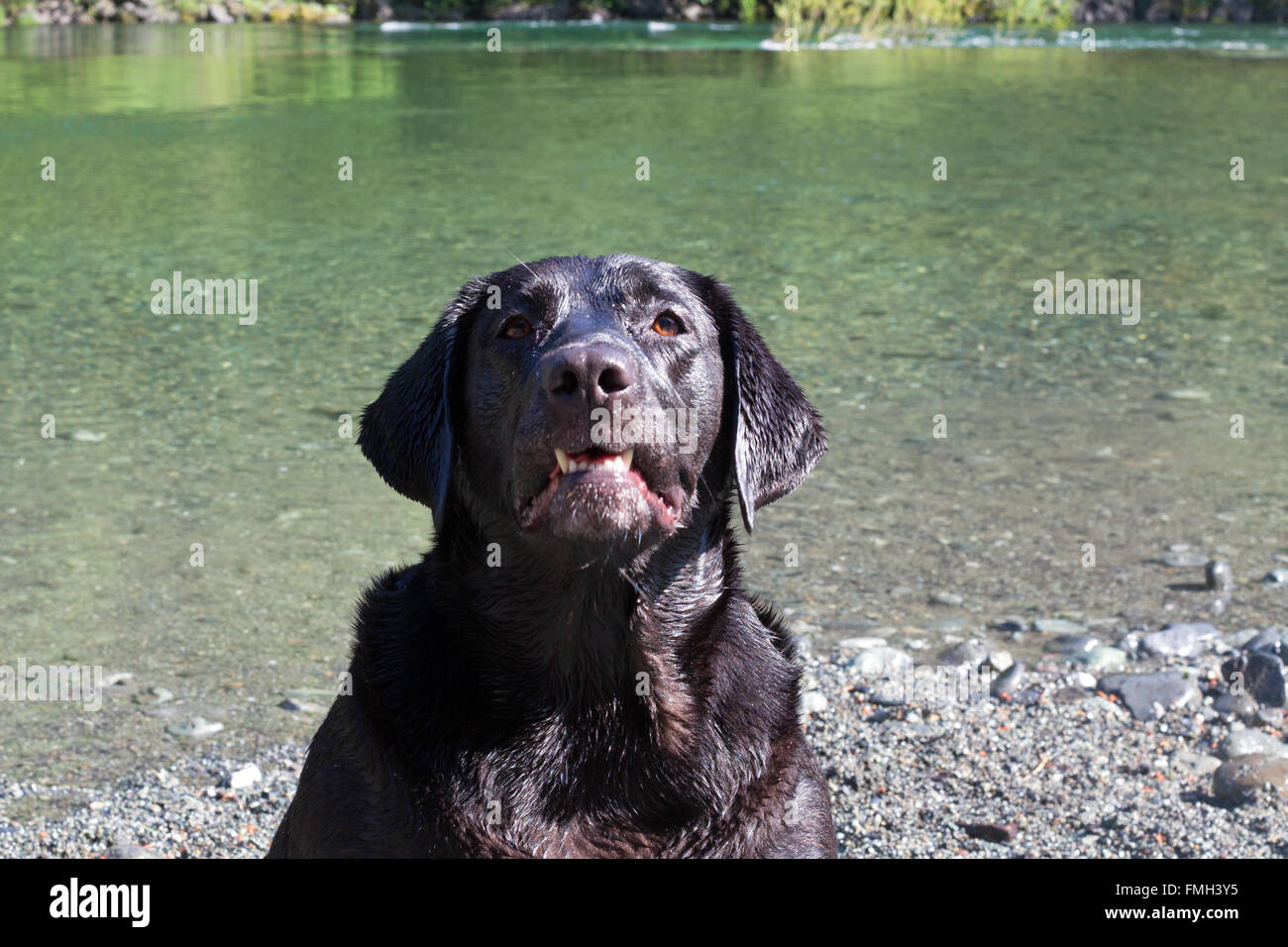 black lab at the river, in del norte county california Stock Photo - Alamy