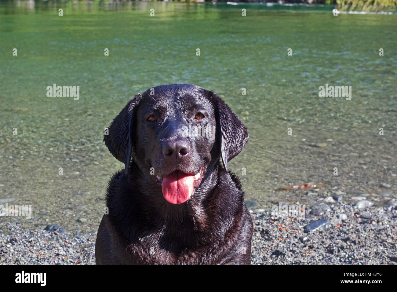 black lab at the smith river in del norte county California Stock Photo ...