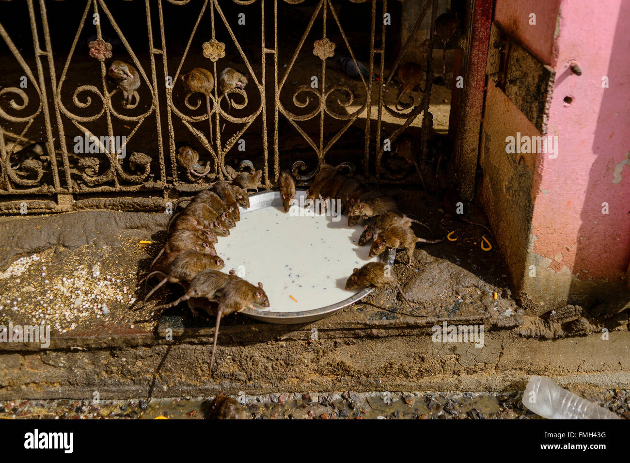Karni Mata Temple, "Rat temple Stock Photo - Alamy