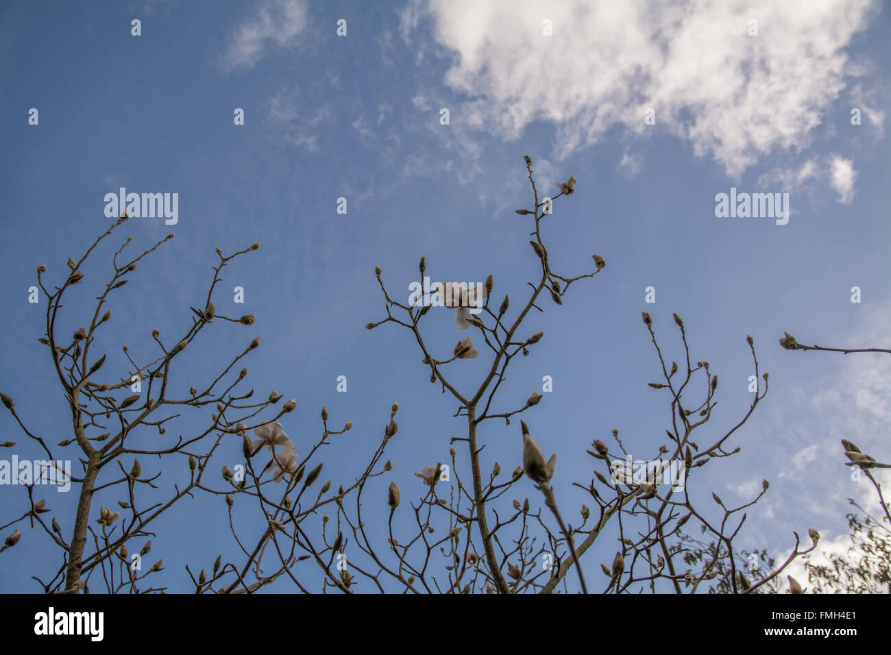 magnolia albatross cylindrica x x veitchii "Peter Veitch Stock Photo ...