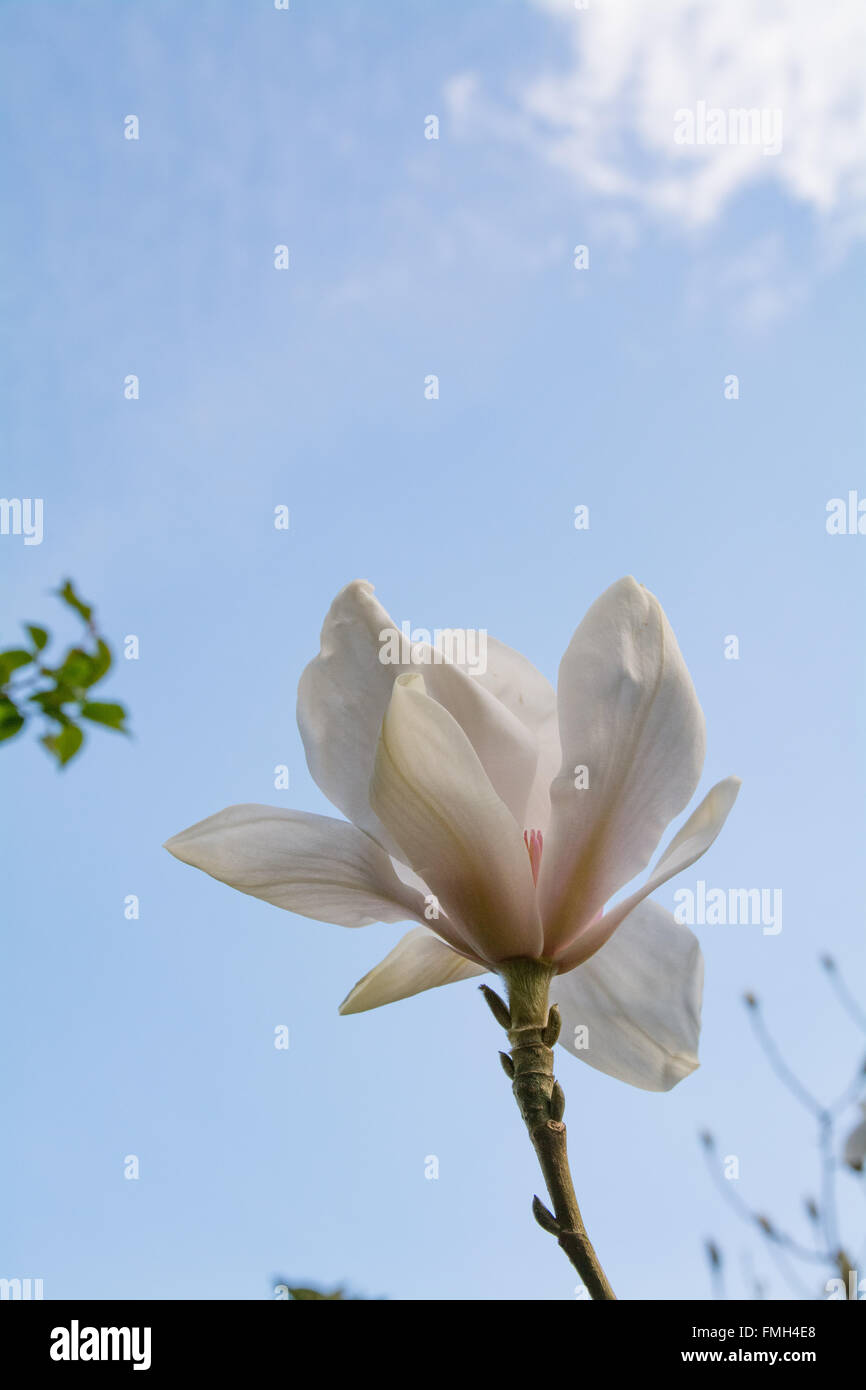 Peter veitch hi-res stock photography and images - Alamy