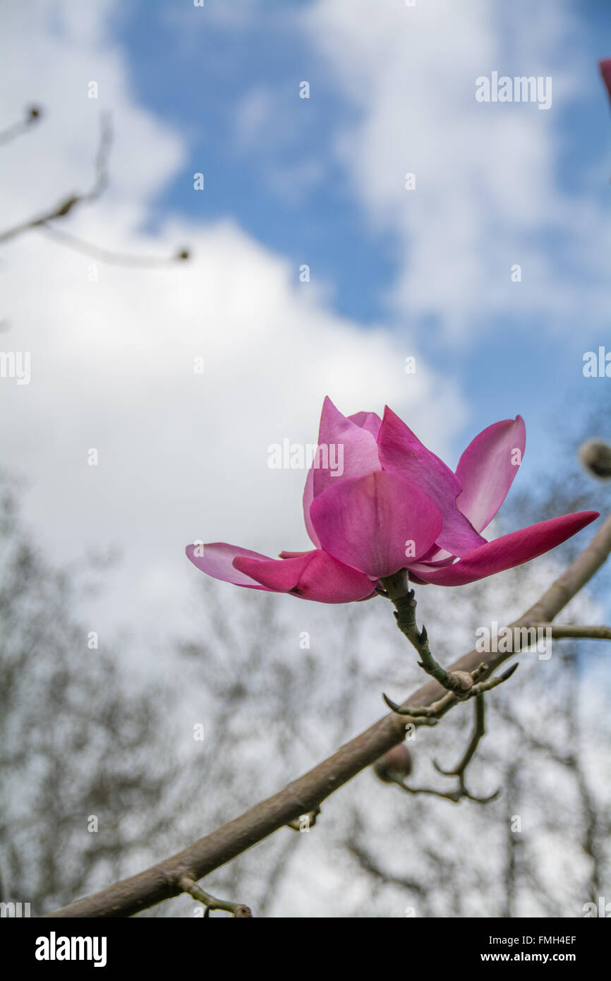 MAGNOLIA campbellii 'Betty Jessel' Stock Photo - Alamy
