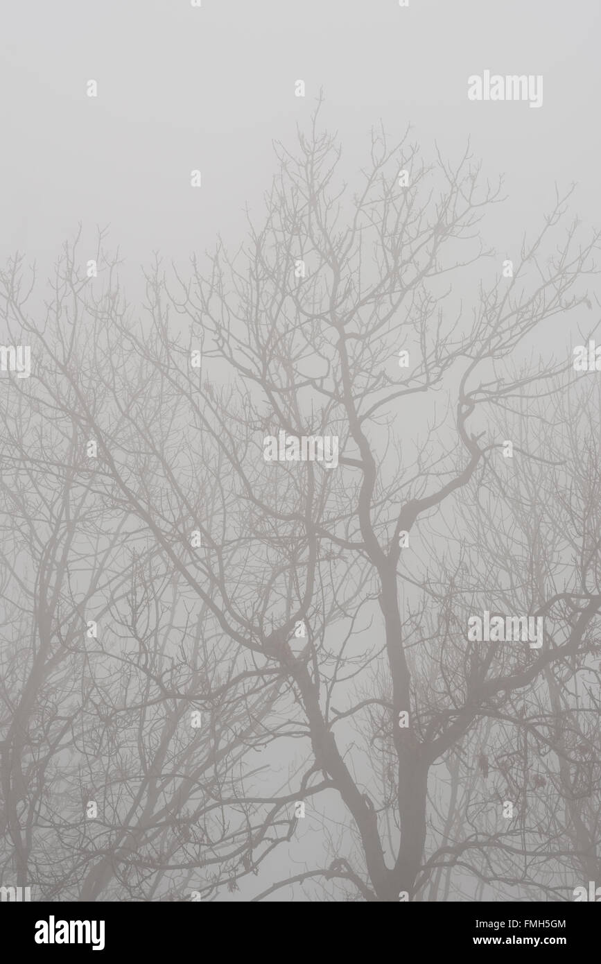 Foggy veil hi-res stock photography and images - Alamy