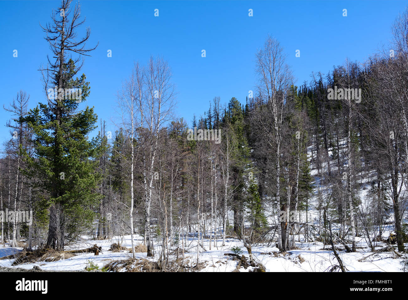 Spring in the taiga is covered with the last snow slopes to the ridge ...