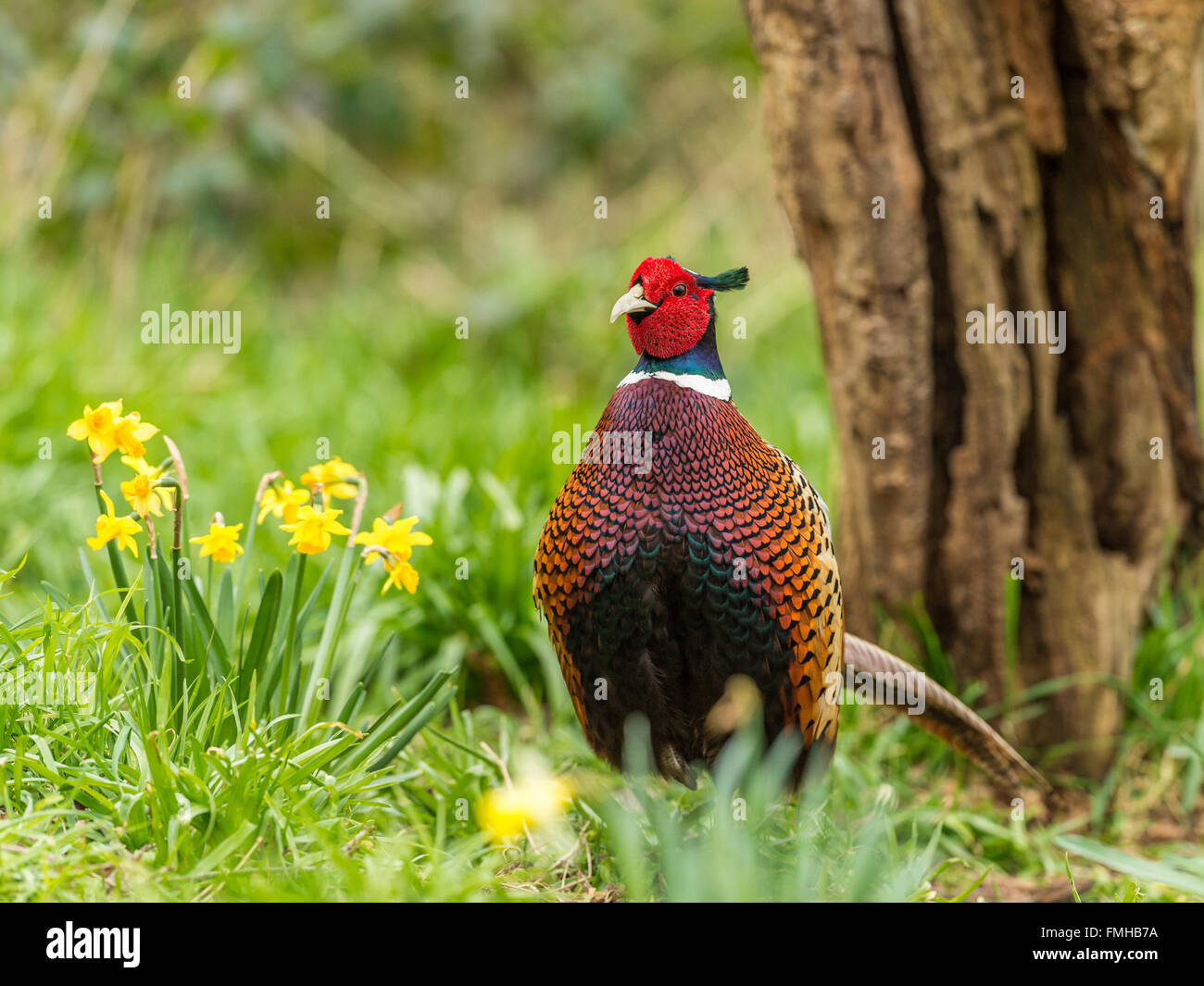 Beautiful British Ring-necked Pheasant (Phasianus colchicus) foraging ...