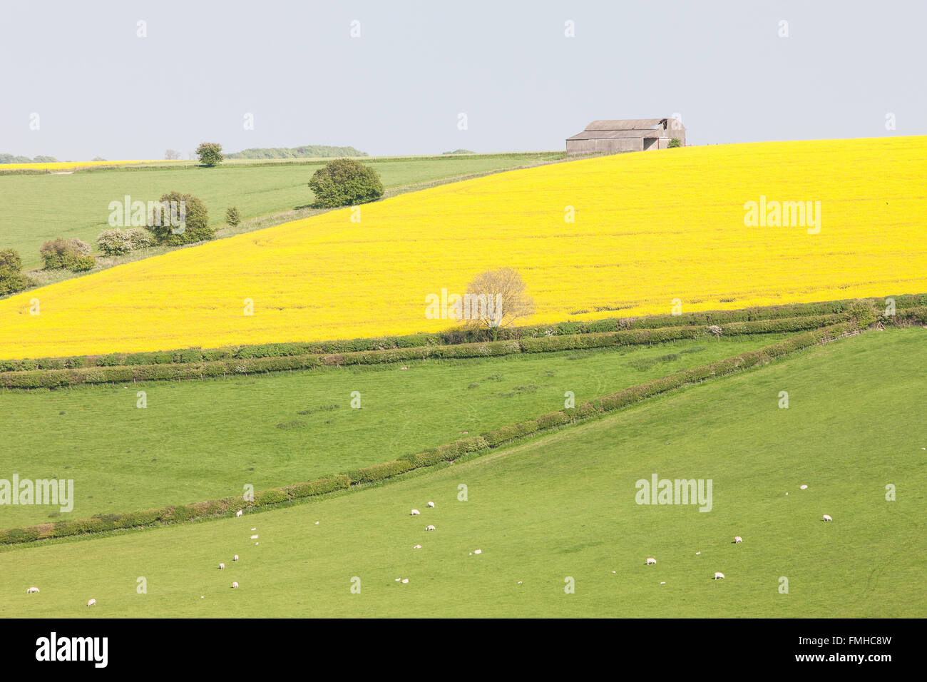 Fields, in, Somerset,England,Europe.oilseed,rape,Yellow, fields ...