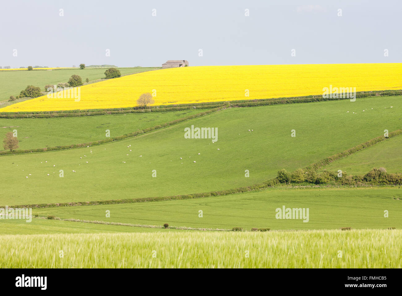 Fields, in, Somerset,England,Europe.oilseed,rape,Yellow, fields ...