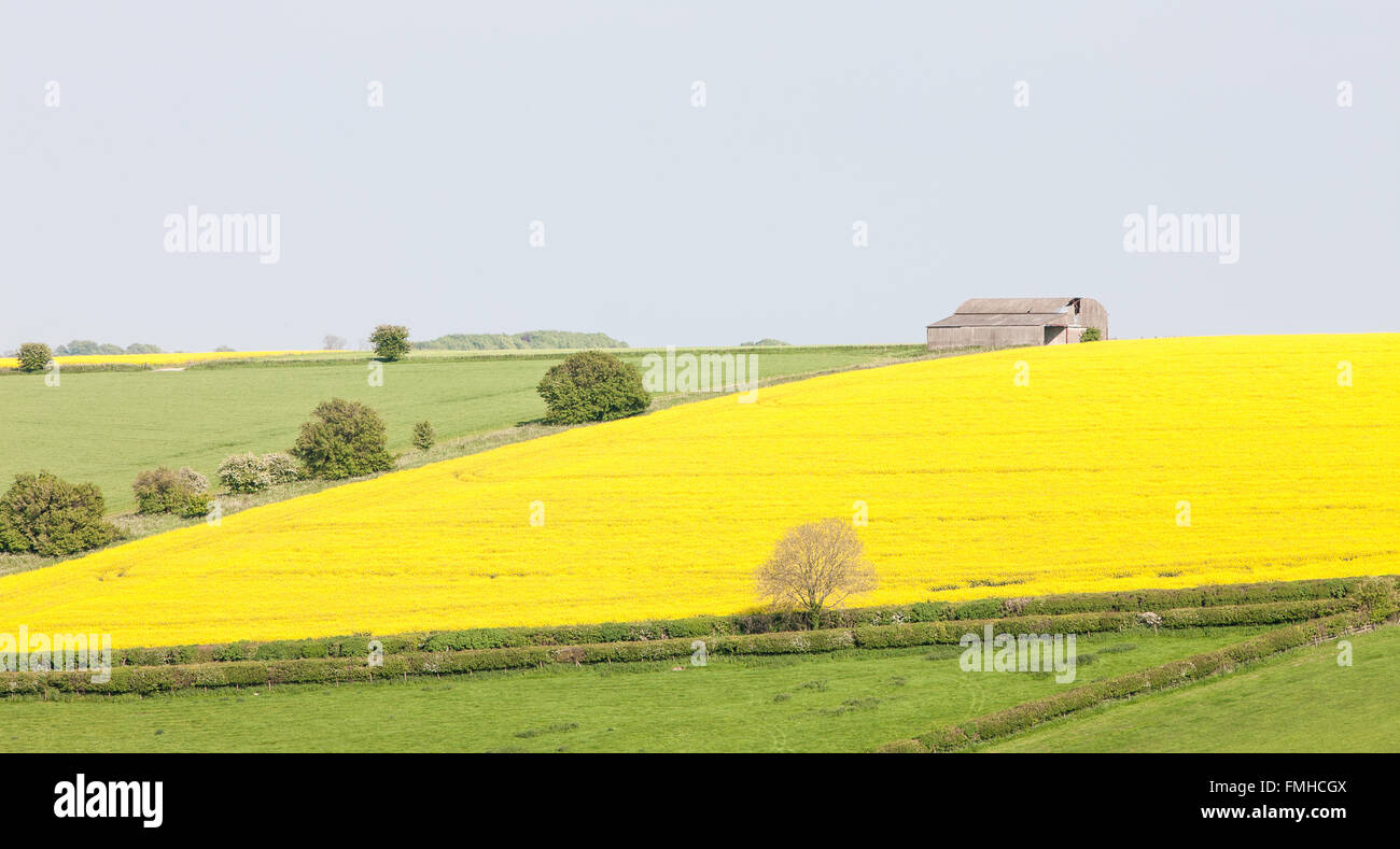 Fields, in, Somerset,England,Europe.oilseed,rape,Yellow, fields ...