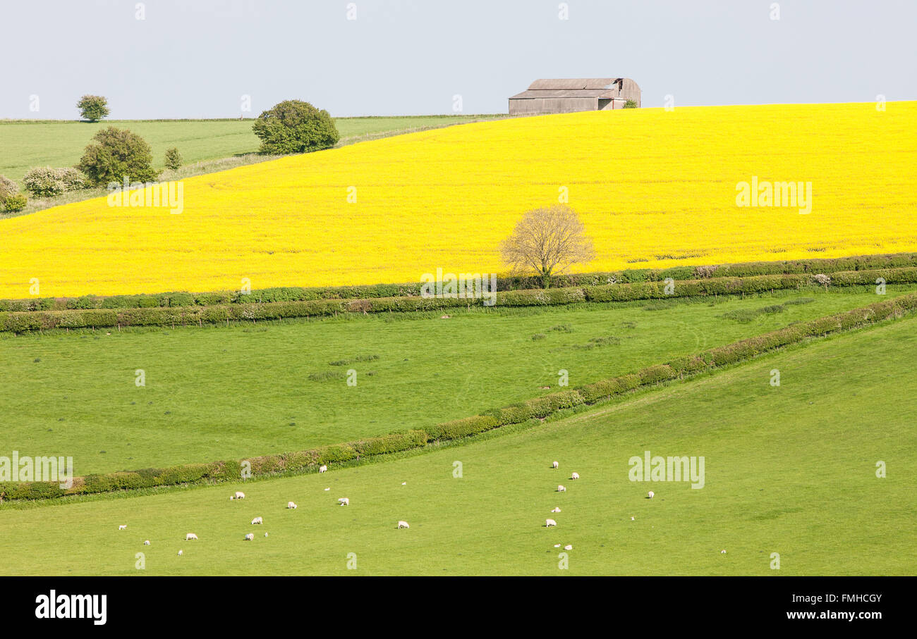 Fields, in, Somerset,England,Europe.oilseed,rape,Yellow, fields ...