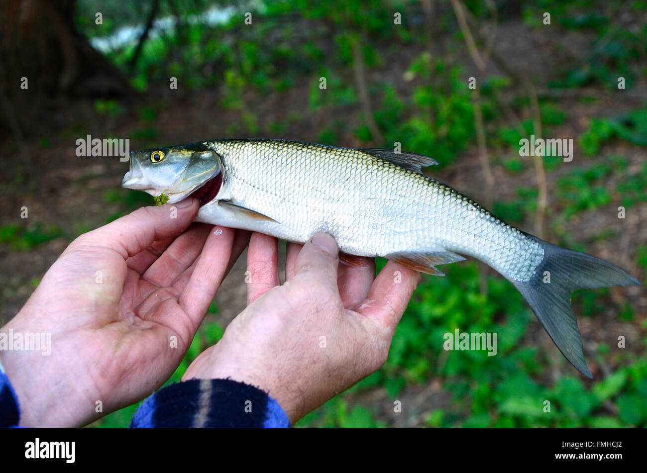 Asp (Aspius aspius) Fish in hand fisherman closeup Stock Photo - Alamy