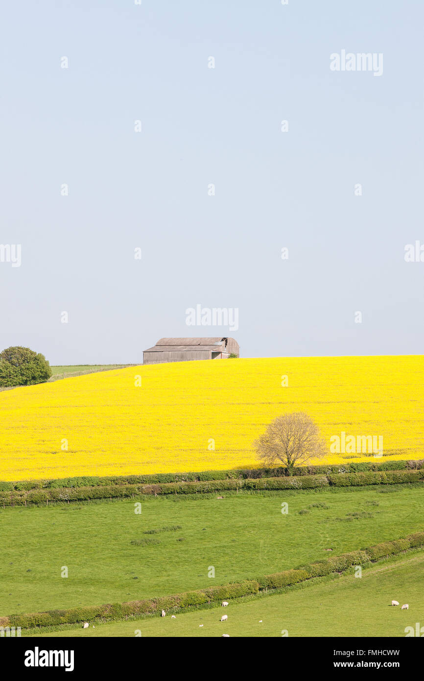 Fields, in, Somerset,England,Europe.oilseed,rape,Yellow, fields ...