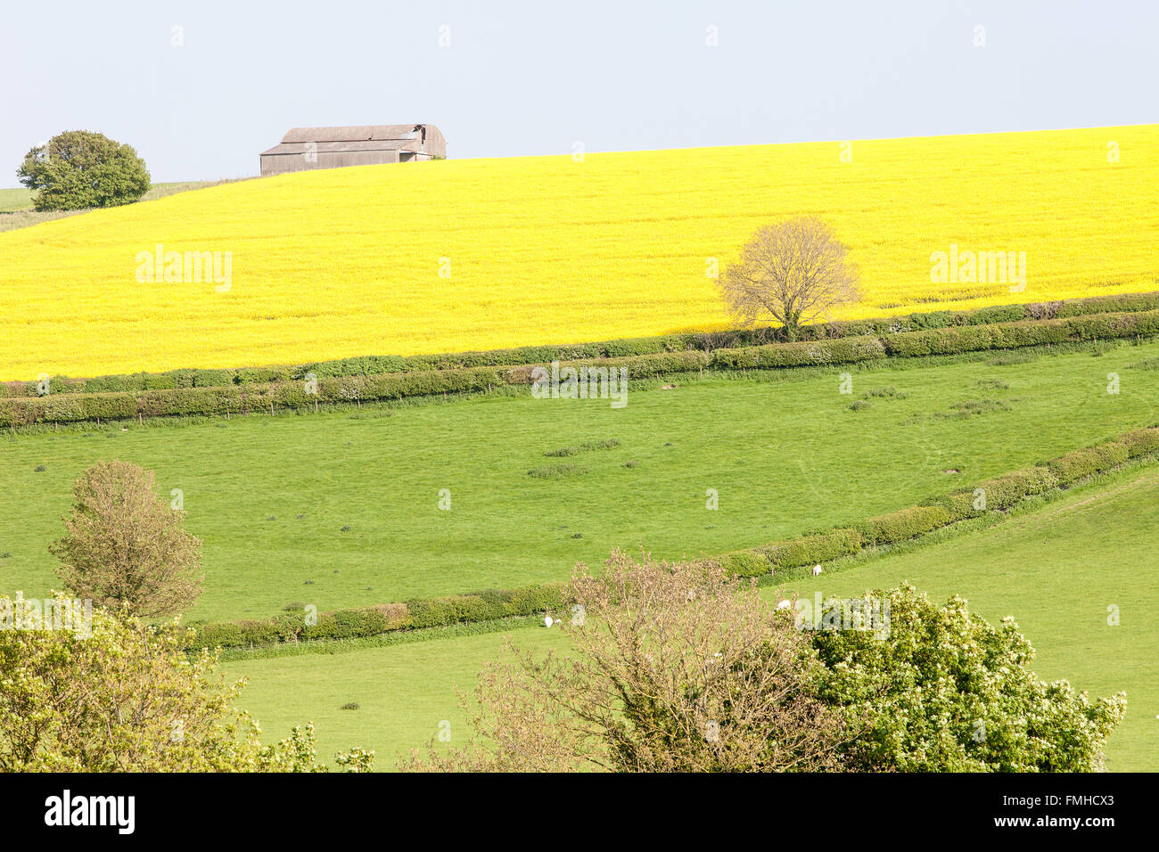 Fields, in, Somerset,England,Europe.oilseed,rape,Yellow, fields ...