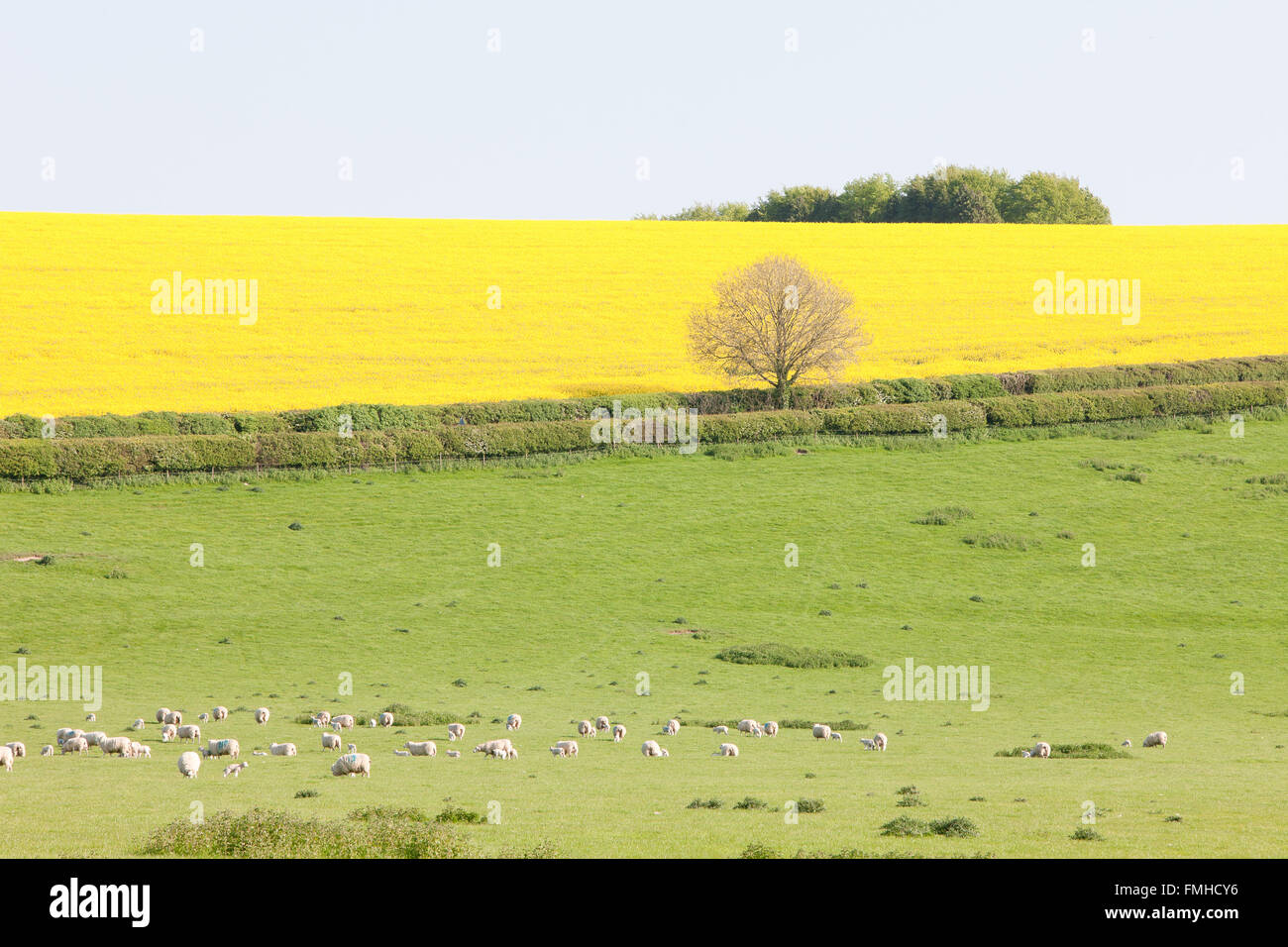 Fields, in, Somerset,England,Europe.oilseed,rape,Yellow, fields ...