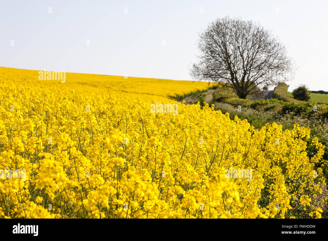 Fields, in, Somerset,England,Europe.oilseed,rape,Yellow, fields ...