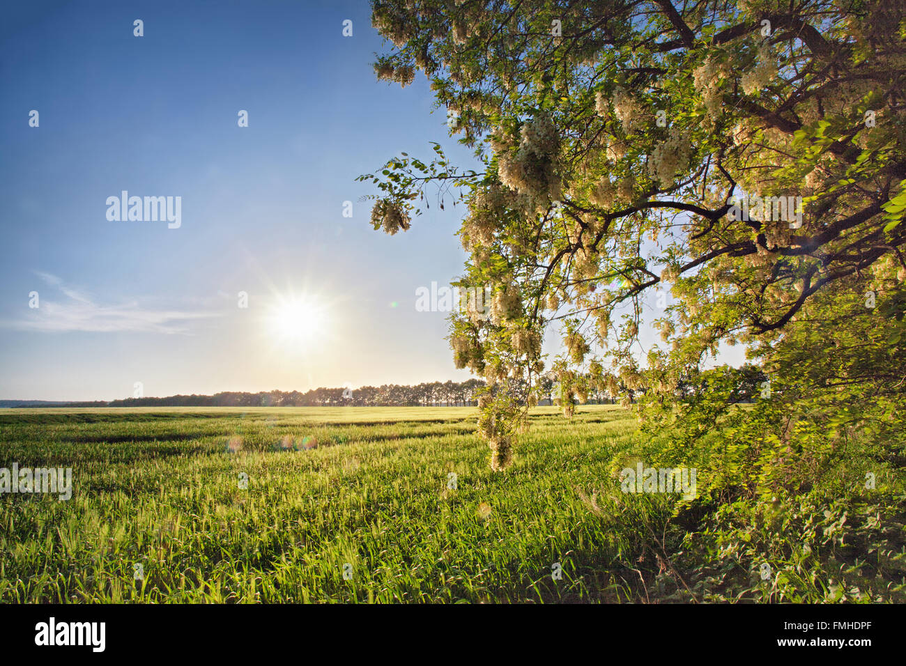 Spring field with blooming acacia trees. Sunny spring day. Ukraine ...