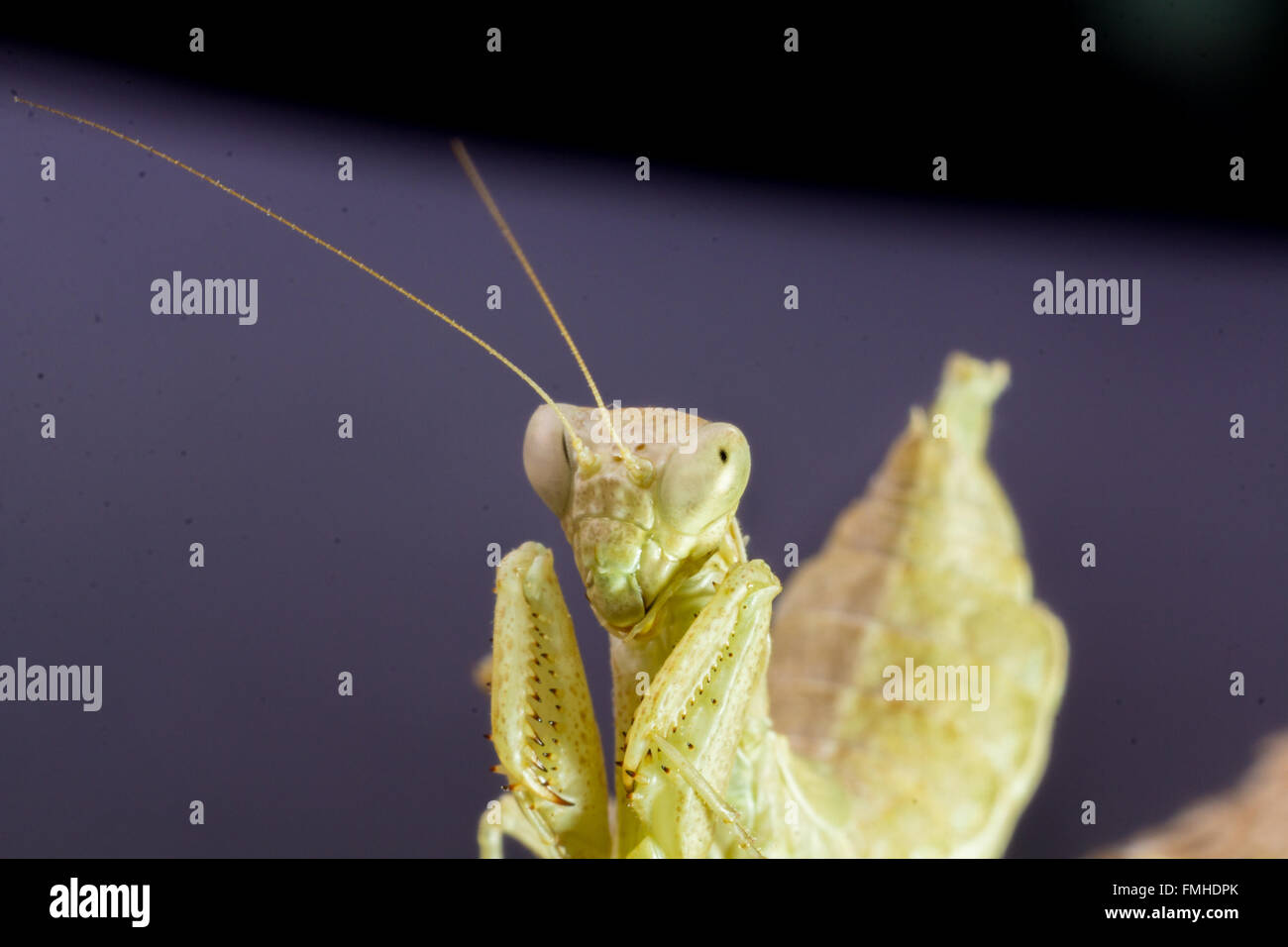 Macro image of an insect Praying mantis Stock Photo - Alamy