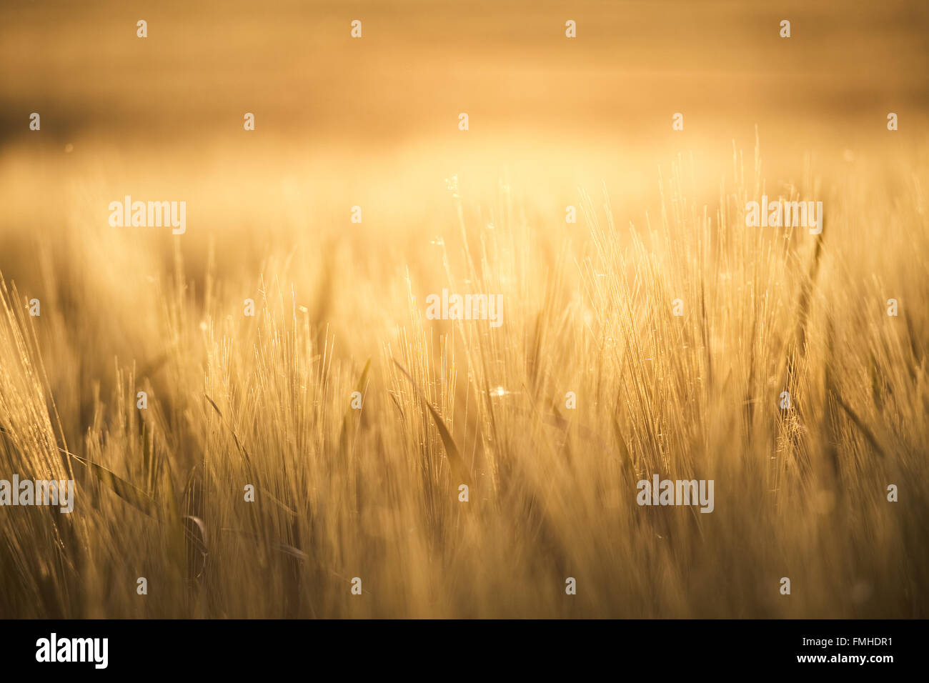 Spring cereals fields. Sunny spring evening. Ukraine Stock Photo - Alamy