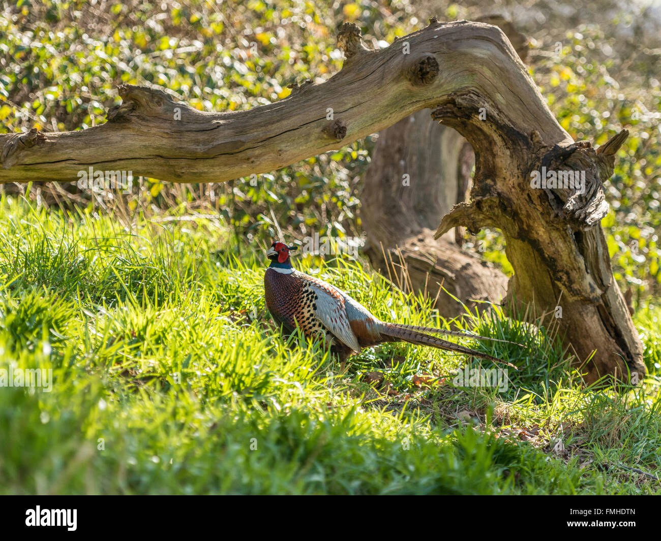 Beautiful British Ring-necked Pheasant (Phasianus colchicus) foraging ...