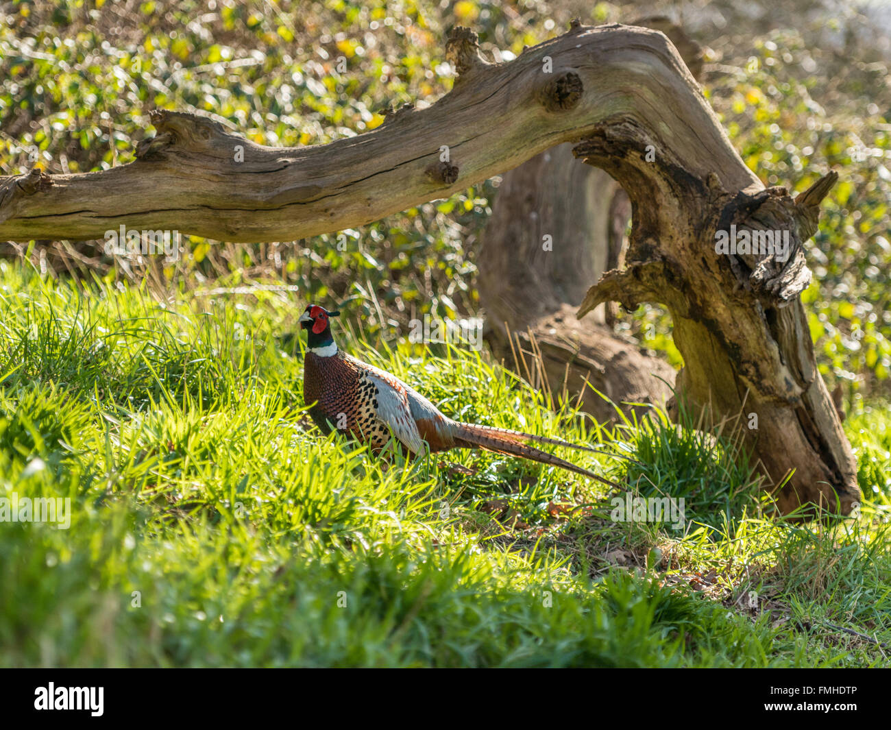 Beautiful British Ring-necked Pheasant (Phasianus colchicus) foraging ...