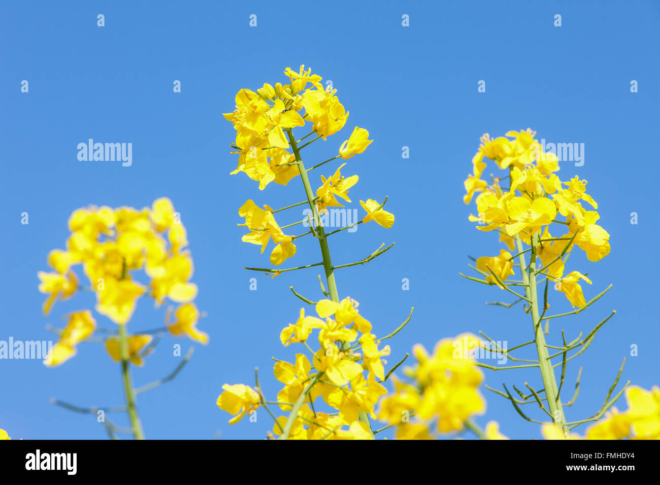 Fields, in, Somerset,England,Europe.oilseed,rape,Yellow, fields ...