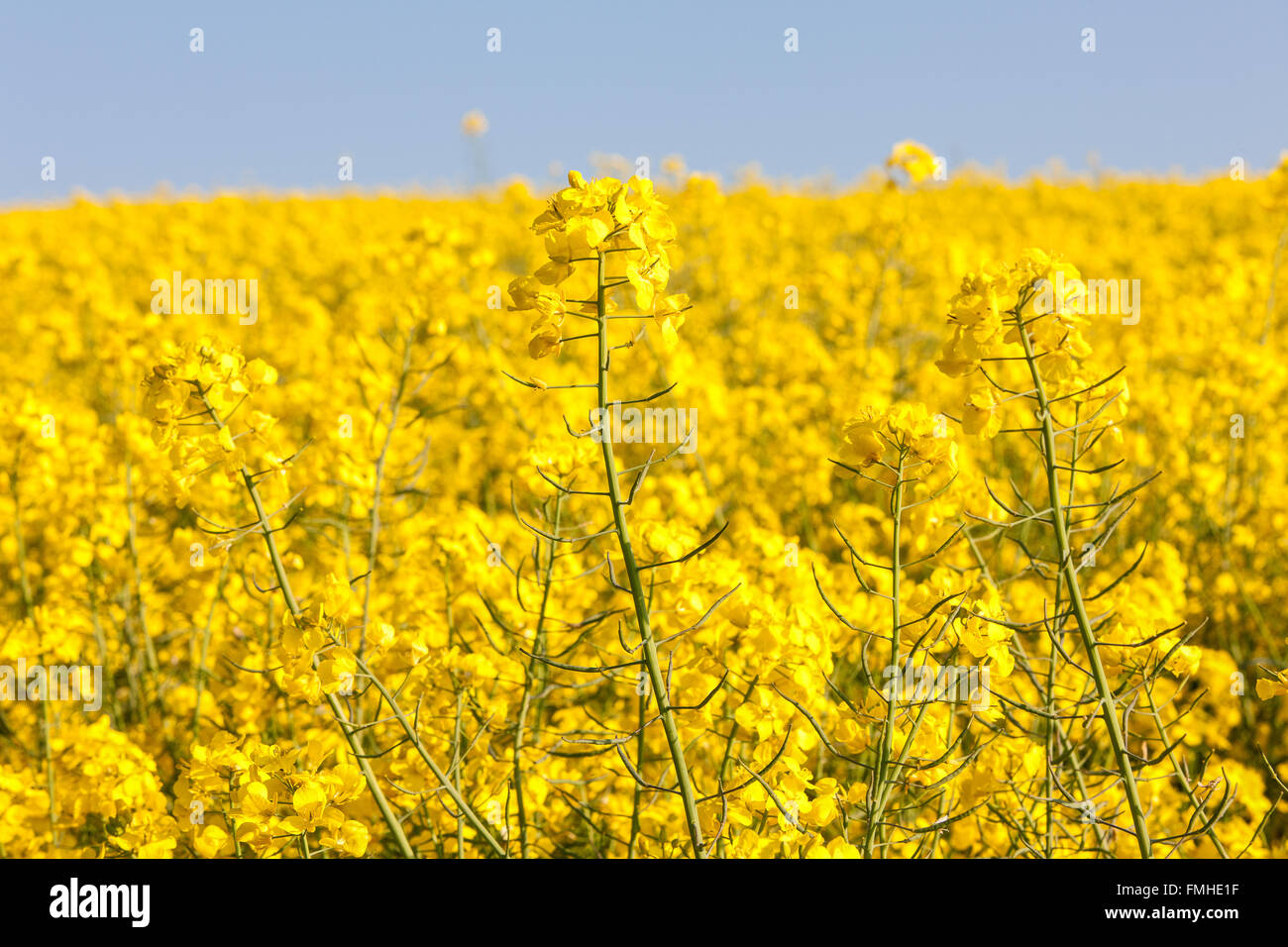 Fields, in, Somerset,England,Europe.oilseed,rape,Yellow, fields ...