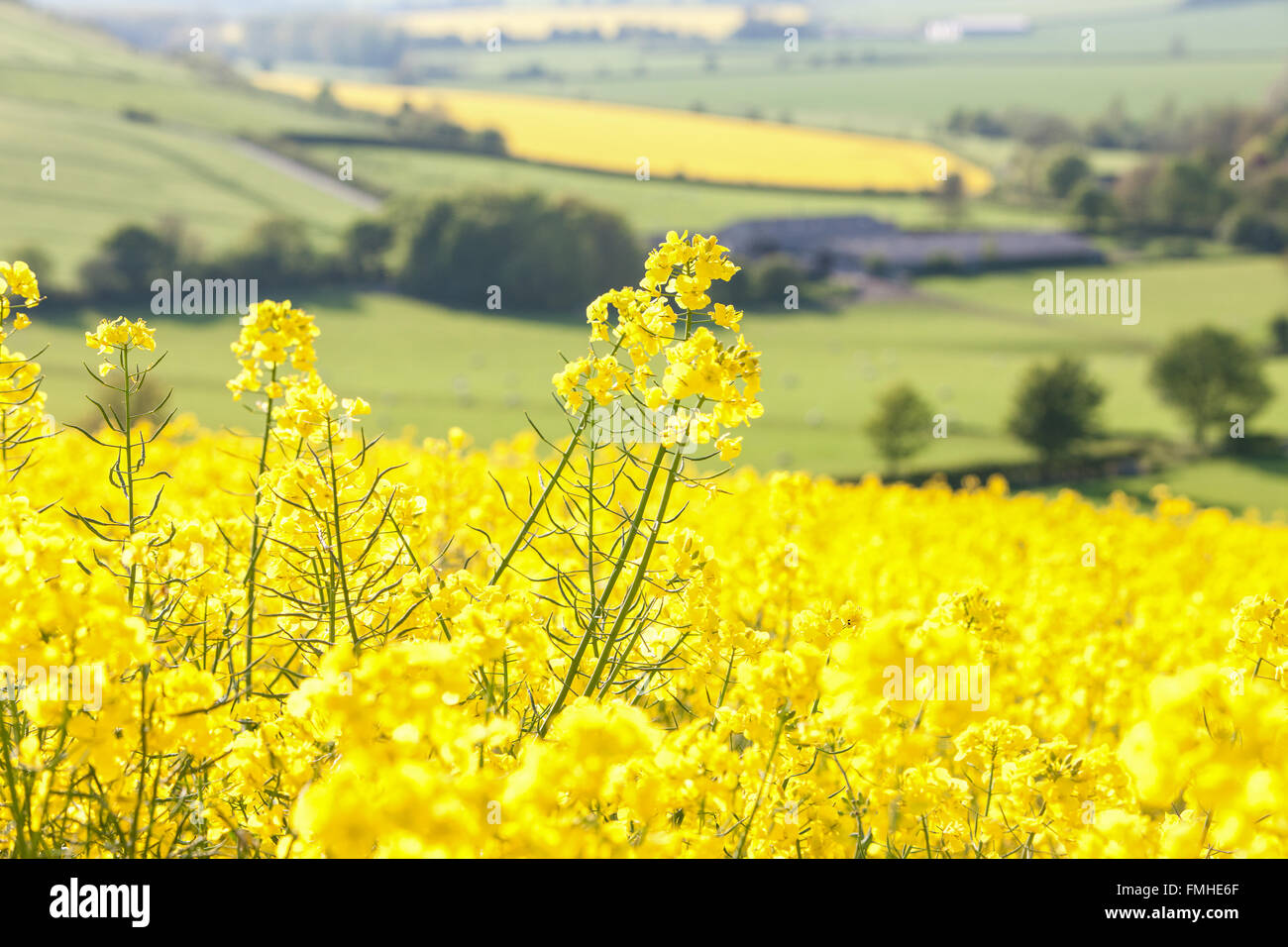 Fields, in, Somerset,England,Europe.oilseed,rape,Yellow, fields ...