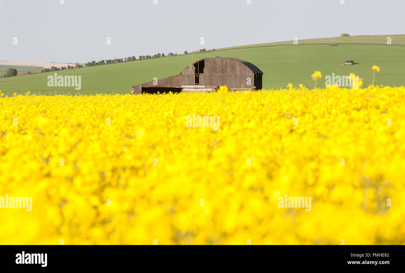 Fields, in, Somerset,England,Europe.oilseed,rape,Yellow, fields ...