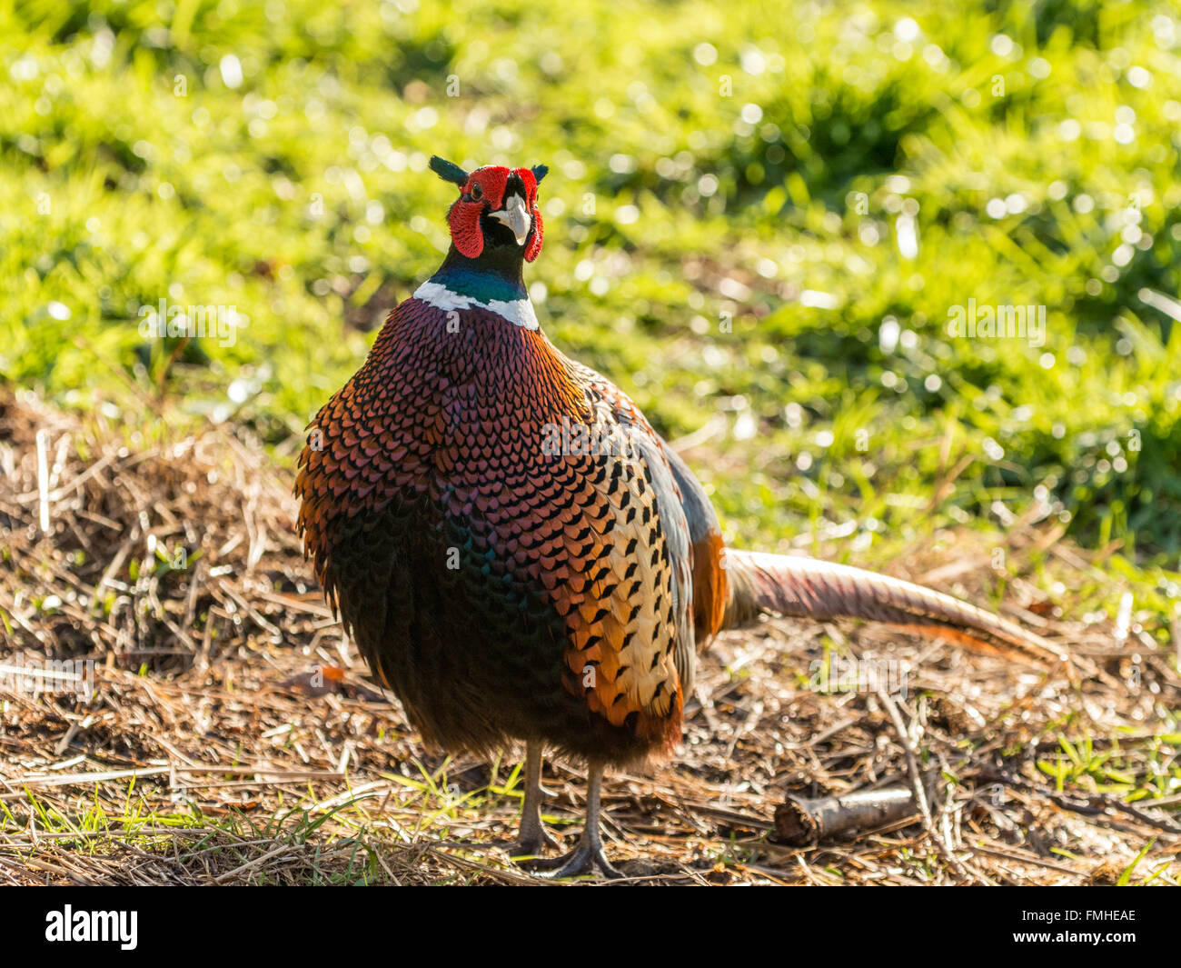 Beautiful British Ring-necked Pheasant (Phasianus colchicus) foraging ...