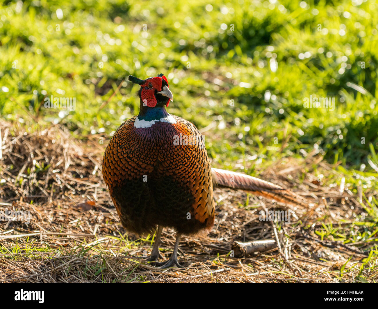 Beautiful British Ring-necked Pheasant (Phasianus colchicus) foraging ...