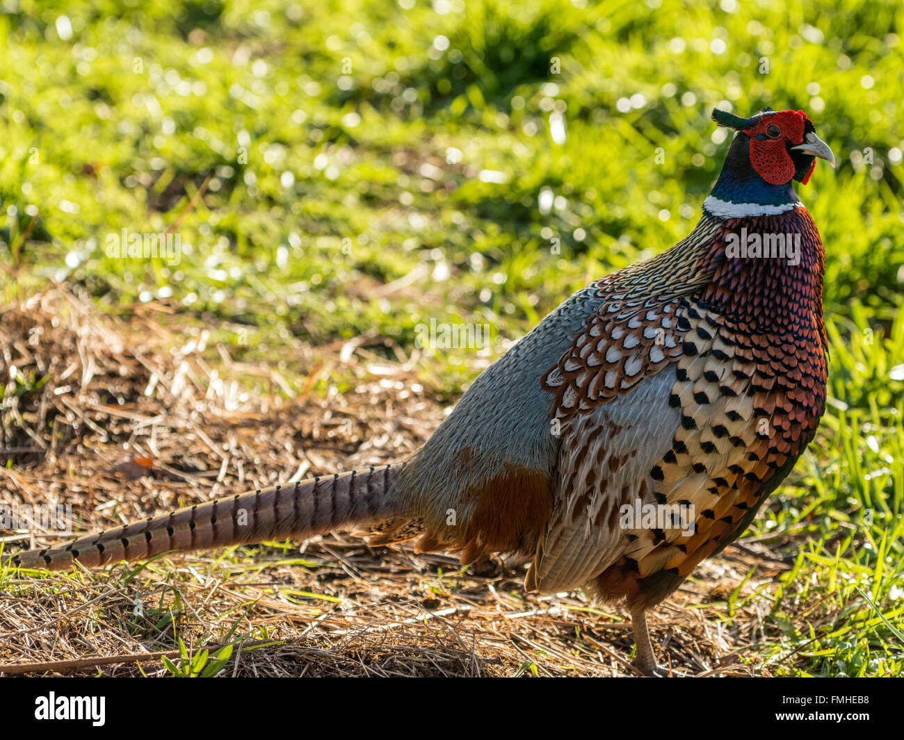 Beautiful British Ring-necked Pheasant (Phasianus colchicus) foraging ...