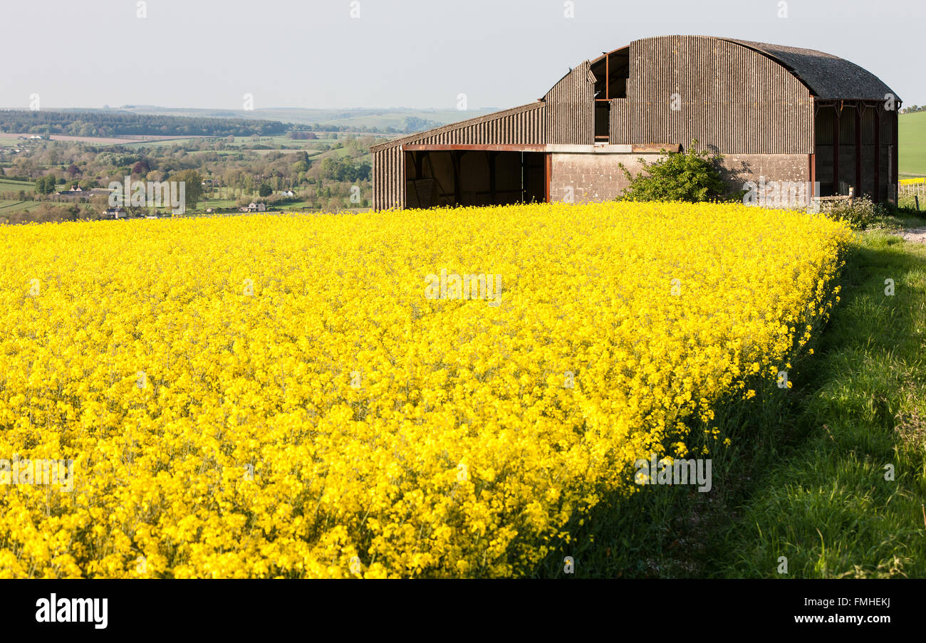 Fields, in, Somerset,England,Europe.oilseed,rape,Yellow, fields ...