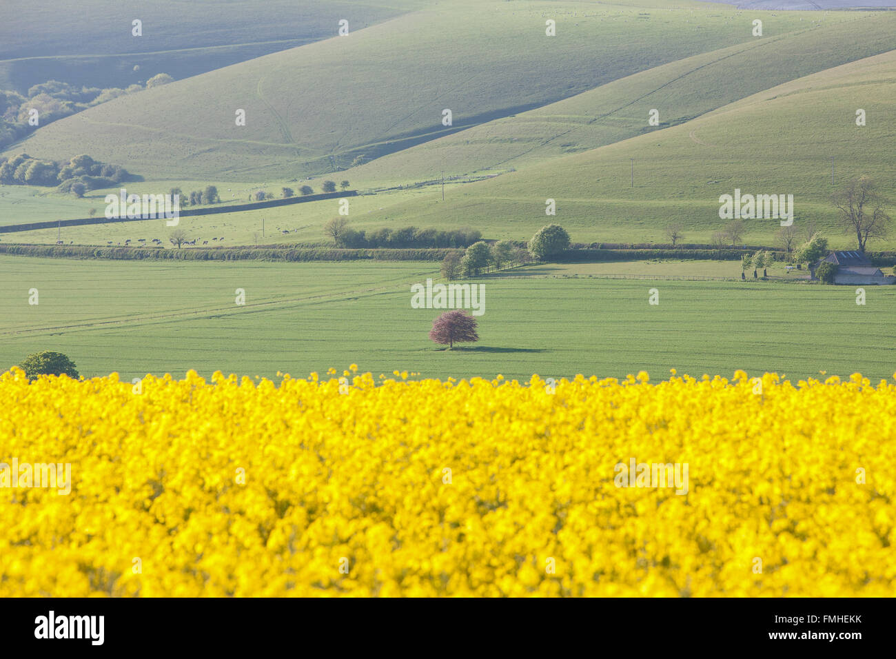 Fields, in, Somerset,England,Europe.oilseed,rape,Yellow, fields ...