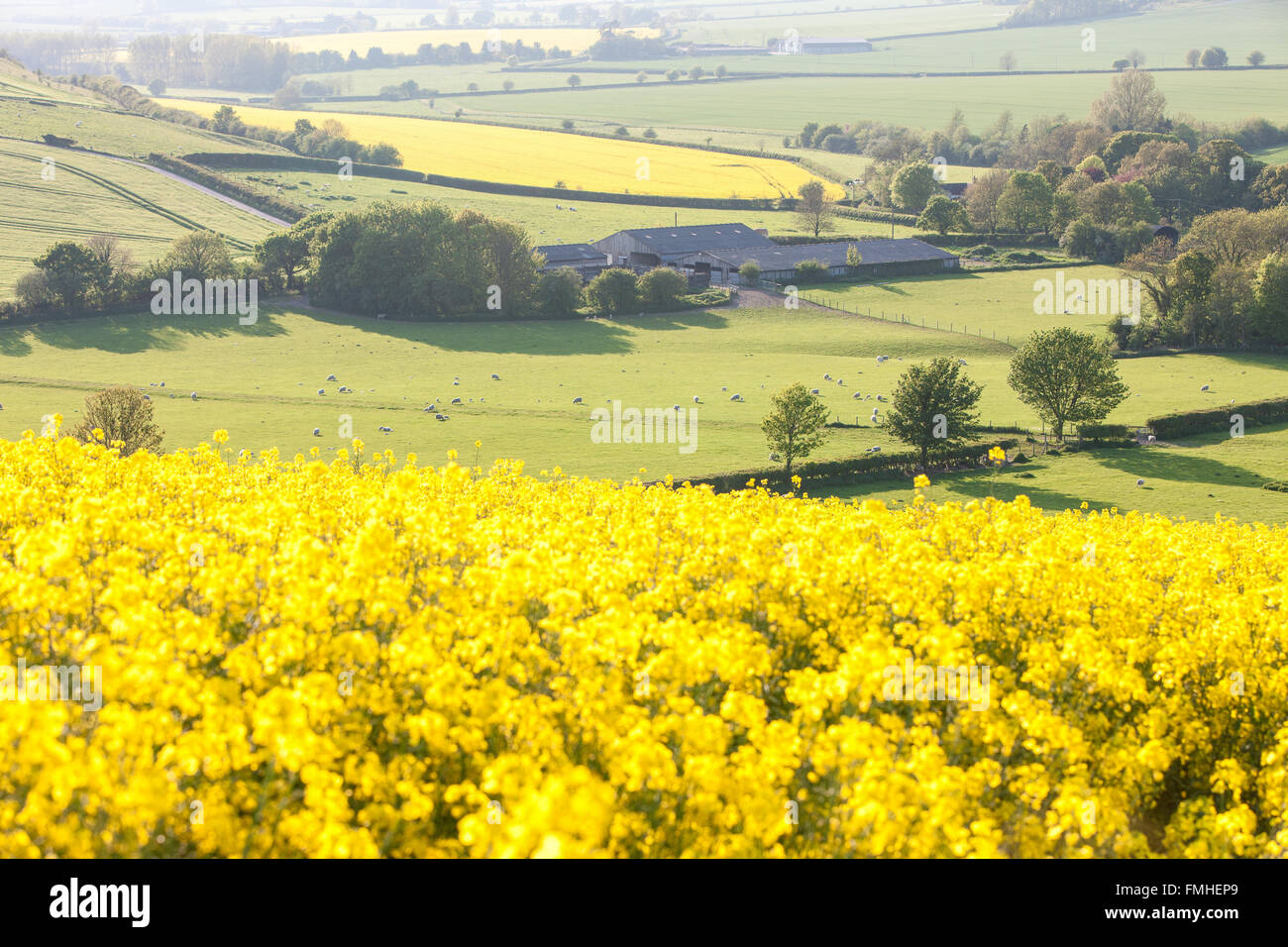 Fields, in, Somerset,England,Europe.oilseed,rape,Yellow, fields ...