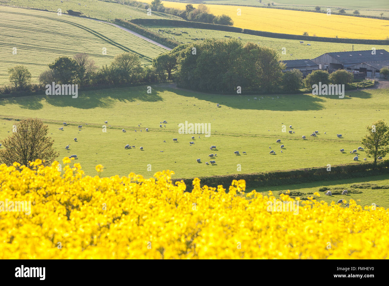 Fields, in, Somerset,England,Europe.oilseed,rape,Yellow, fields ...