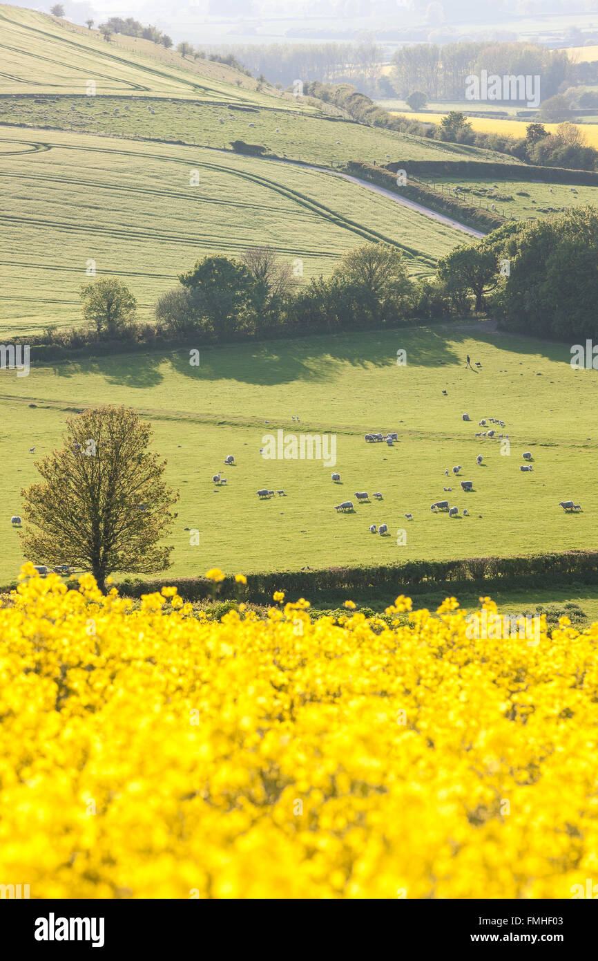 Fields, in, Somerset,England,Europe.oilseed,rape,Yellow, fields ...